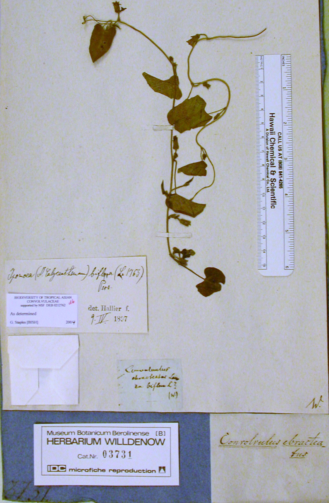 Ipomoea biflora | Convolvulaceae Unlimited